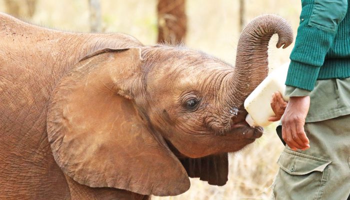 Vrienden van de Olifant - Samen staan we sterk, reik de olifant jouw hand.