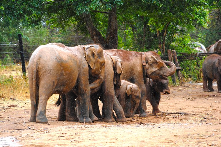 Peetouderproject Sri Lanka | Vrienden van de Olifant