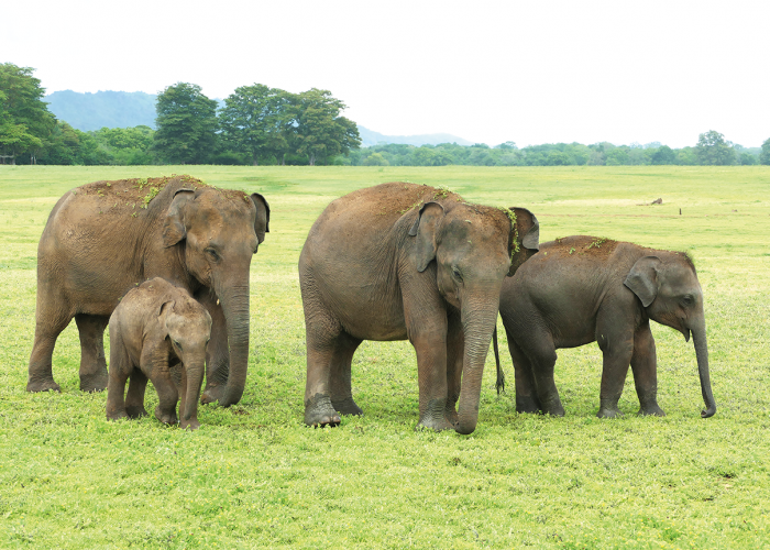 Vrienden van de Olifant - Samen staan we sterk, reik de olifant jouw hand.
