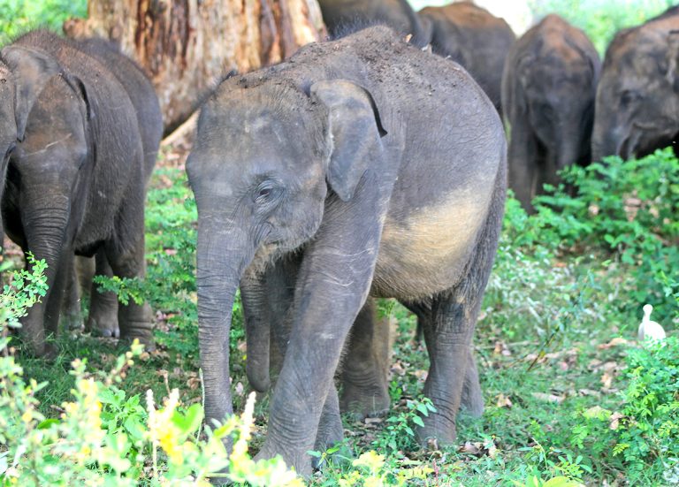 Damsari | Vrienden van de Olifant