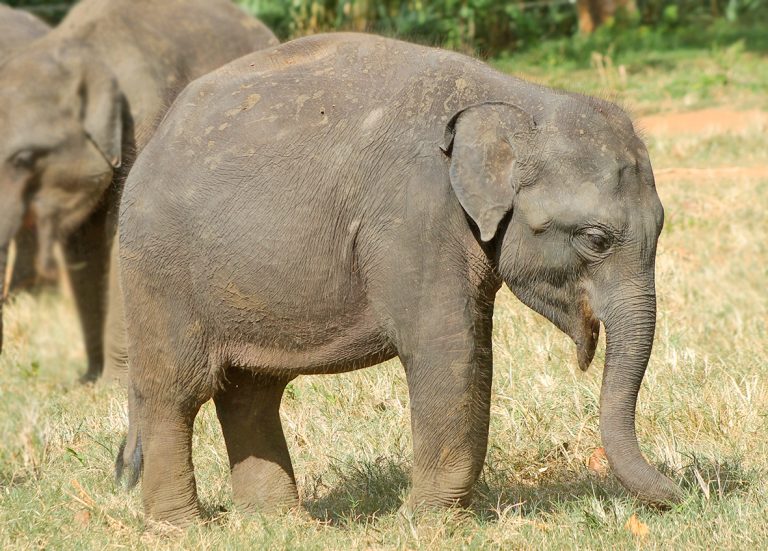 Sunshine | Vrienden van de Olifant