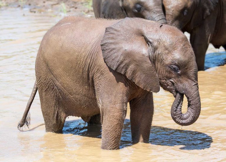 Chikumbi | Vrienden van de Olifant