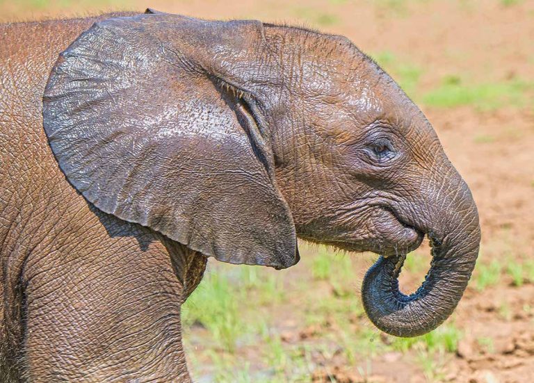 Wamwayi | Vrienden van de Olifant