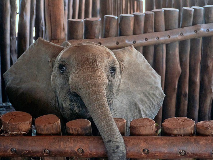 Chipembele is terug naar de natuur | Vrienden van de Olifant