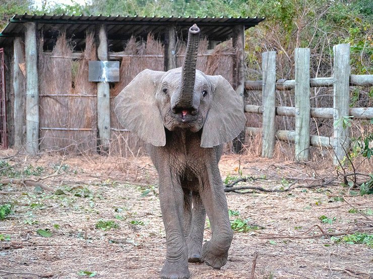 Chipembele is terug naar de natuur | Vrienden van de Olifant