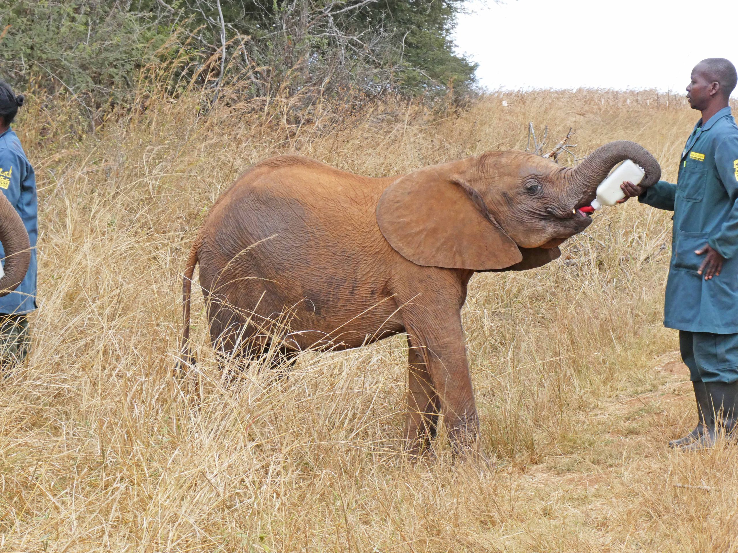 Chipembele is terug naar de natuur | Vrienden van de Olifant