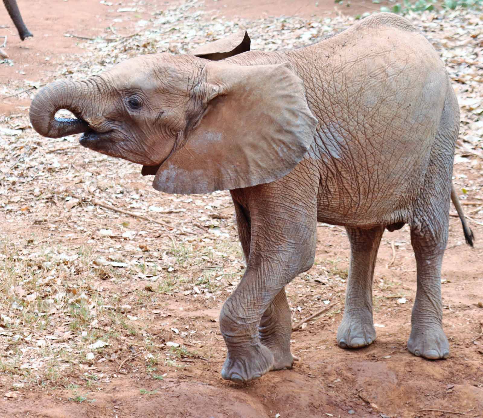 Chipembele is terug naar de natuur | Vrienden van de Olifant