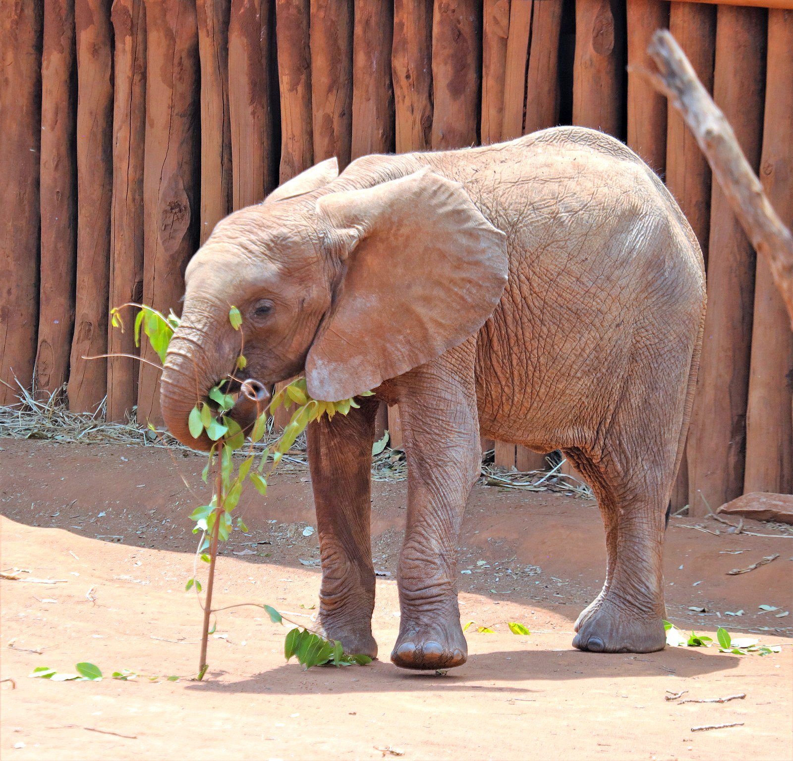Chipembele is terug naar de natuur | Vrienden van de Olifant